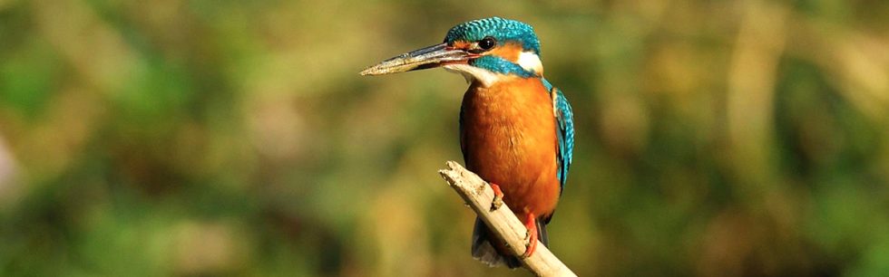 British Ornithologists' Club – Founded 5 October 1892