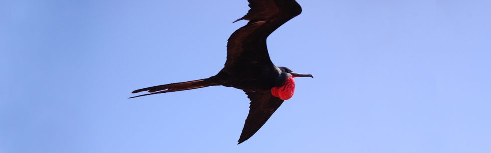 British Ornithologists' Club – Founded 5 October 1892