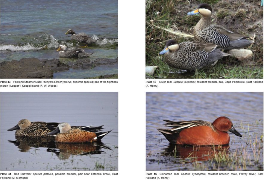 New birds of the Falkland Islands checklist – British Ornithologists' Club