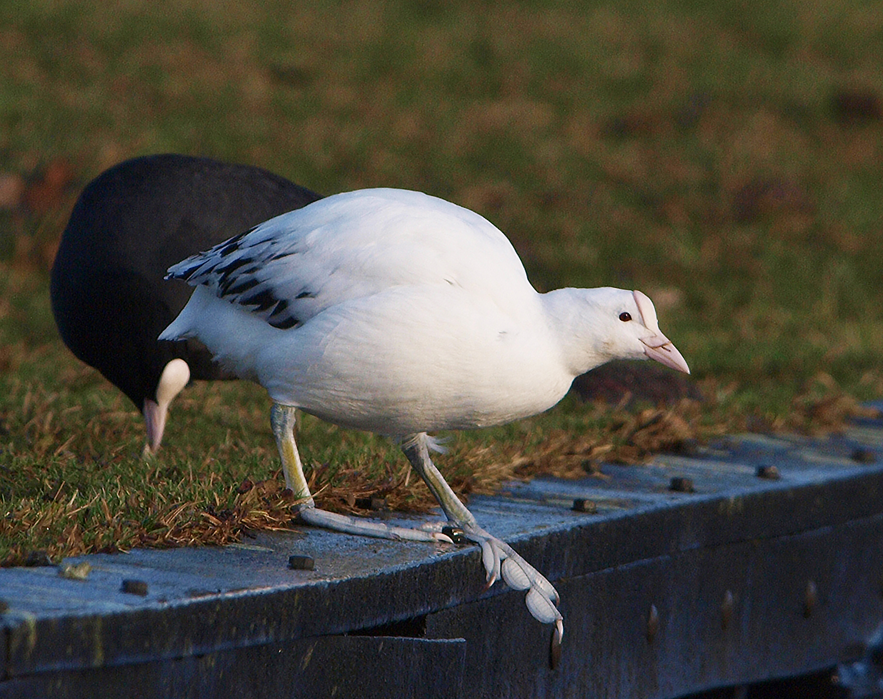 How to name a white bird – British Ornithologists' Club