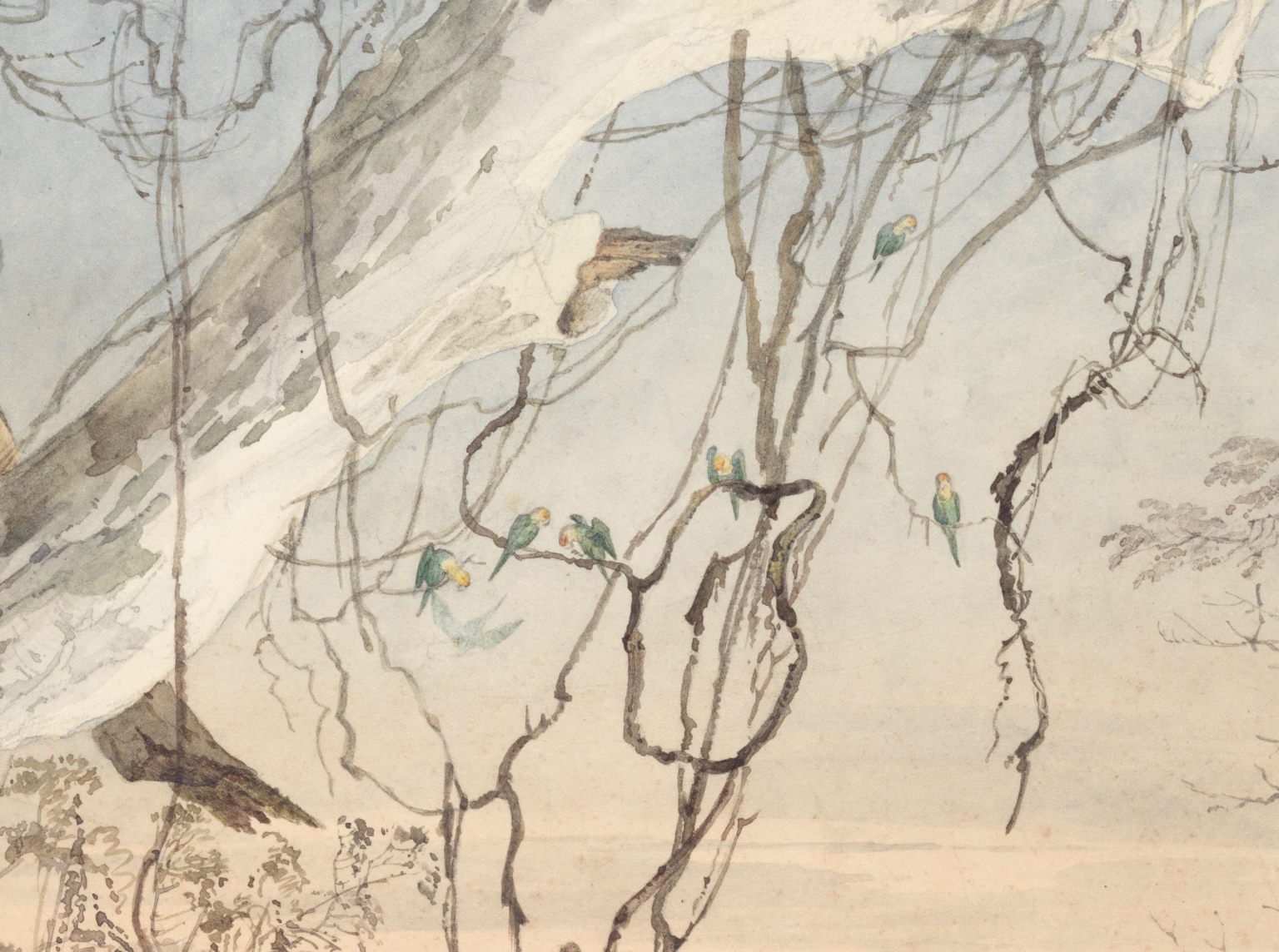 Pursuing Parakeets in the Pages of the Past – British Ornithologists' Club
