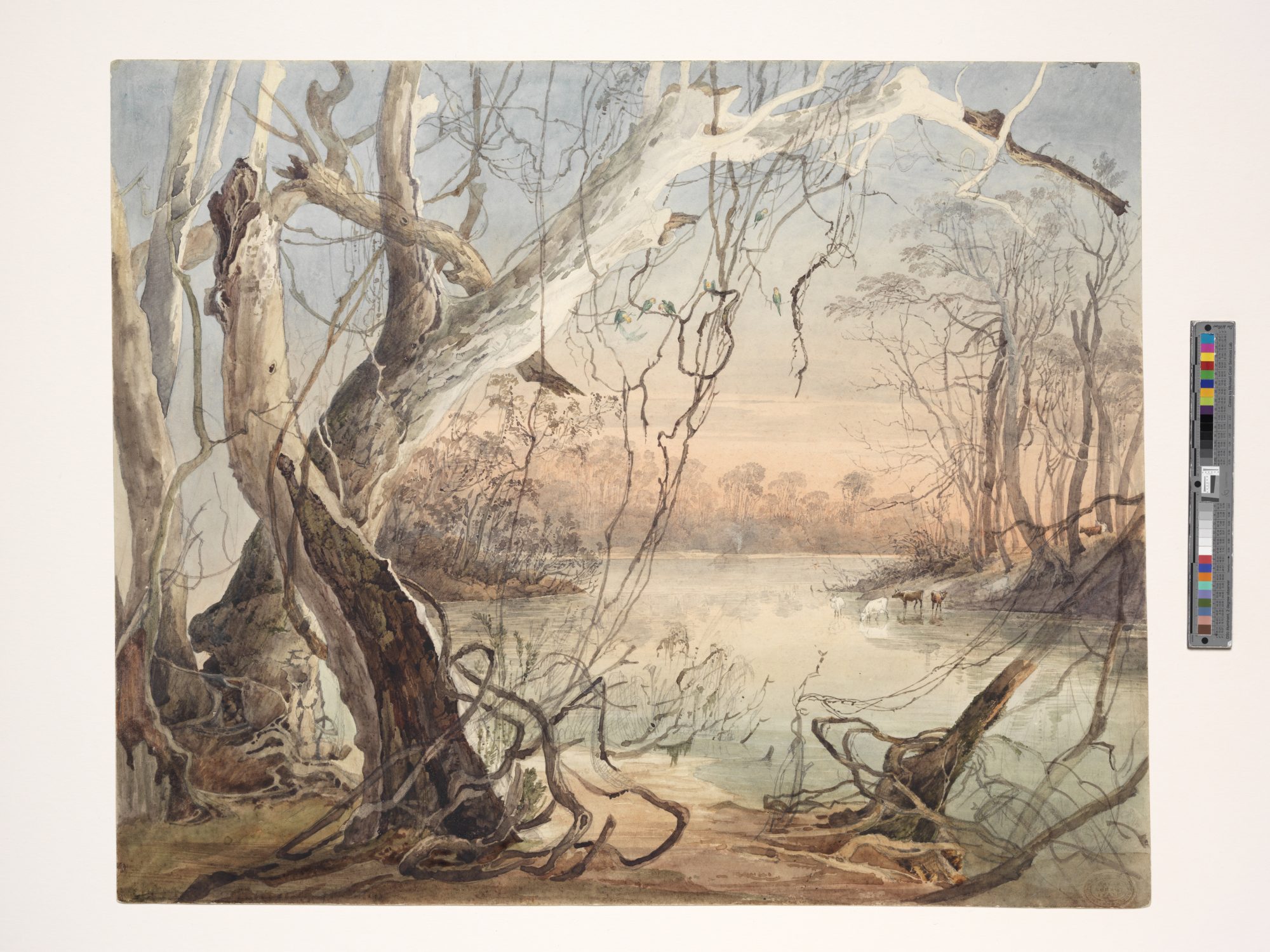 Pursuing Parakeets in the Pages of the Past – British Ornithologists' Club
